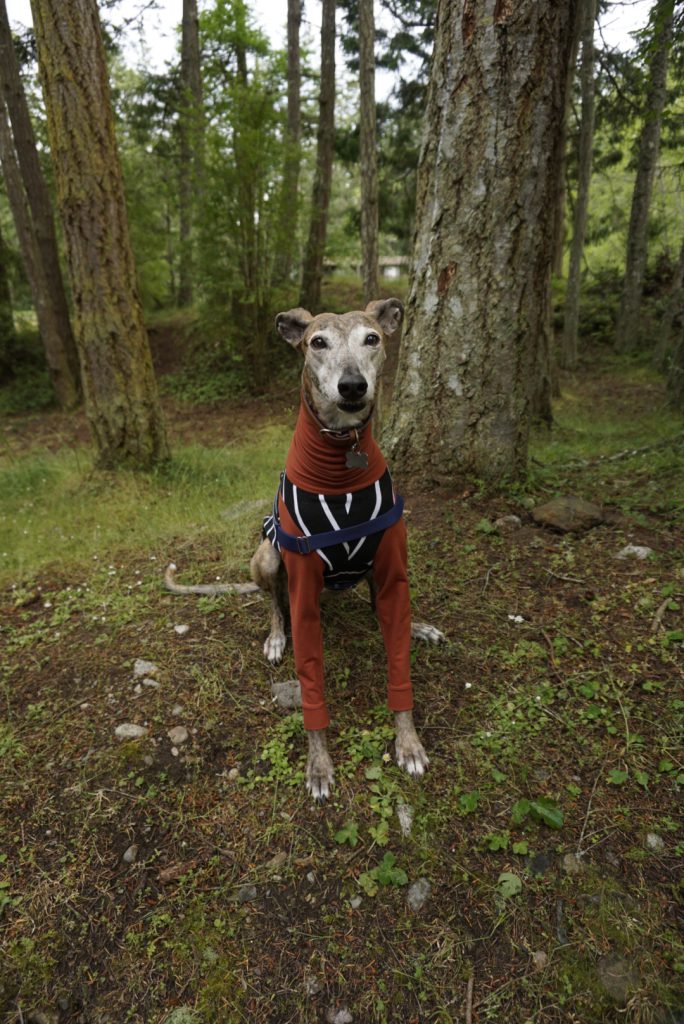 Losing Greer – Kaila Elders