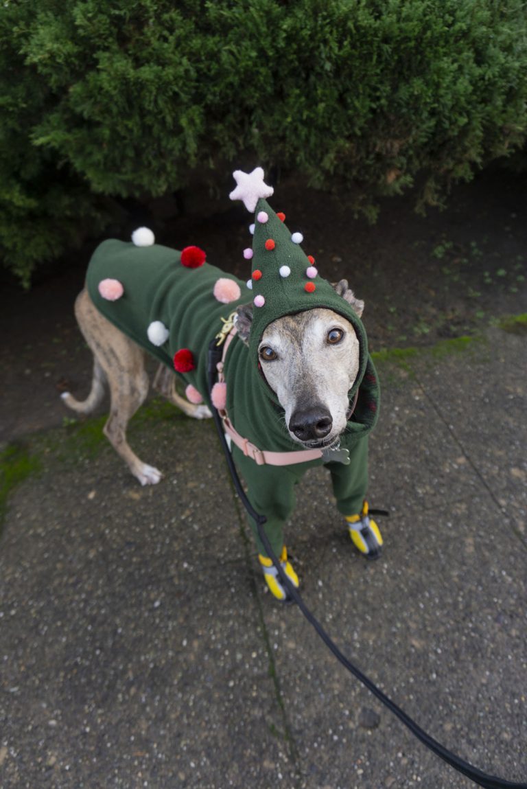 Losing Greer – Kaila Elders